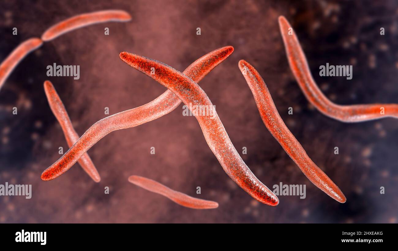 Fusobacterium necrophorum bacteria hi-res stock photography and images ...