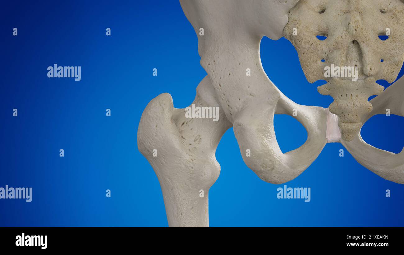 Hip joint, illustration Stock Photo - Alamy