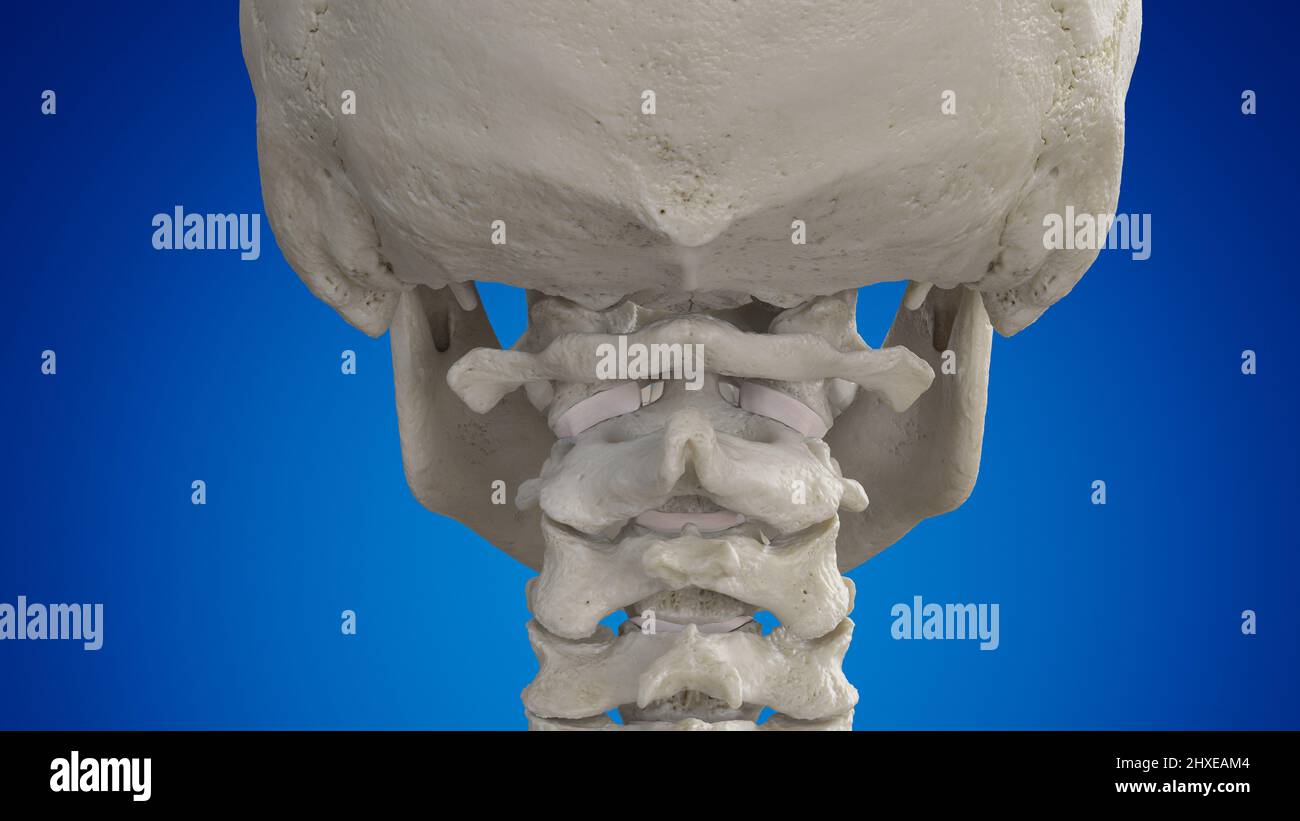 Atlas bone, illustration Stock Photo - Alamy