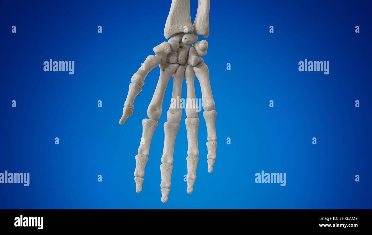 Hand bones, illustration Stock Photo - Alamy