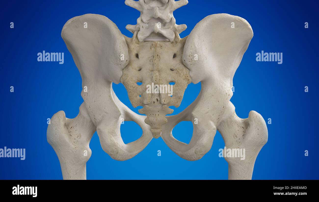 Hip joint, illustration Stock Photo - Alamy