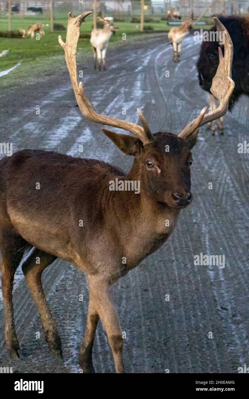 Wildlife reindeer antler on road hi-res stock photography and images ...