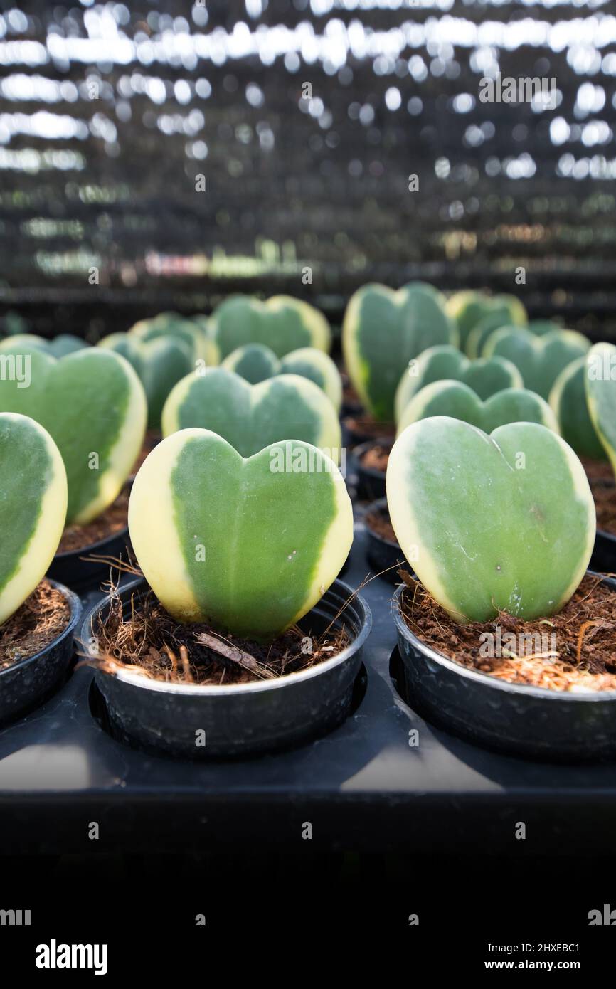 Mini Hoya kerrii Craib in flower pot, focus selective Stock Photo - Alamy