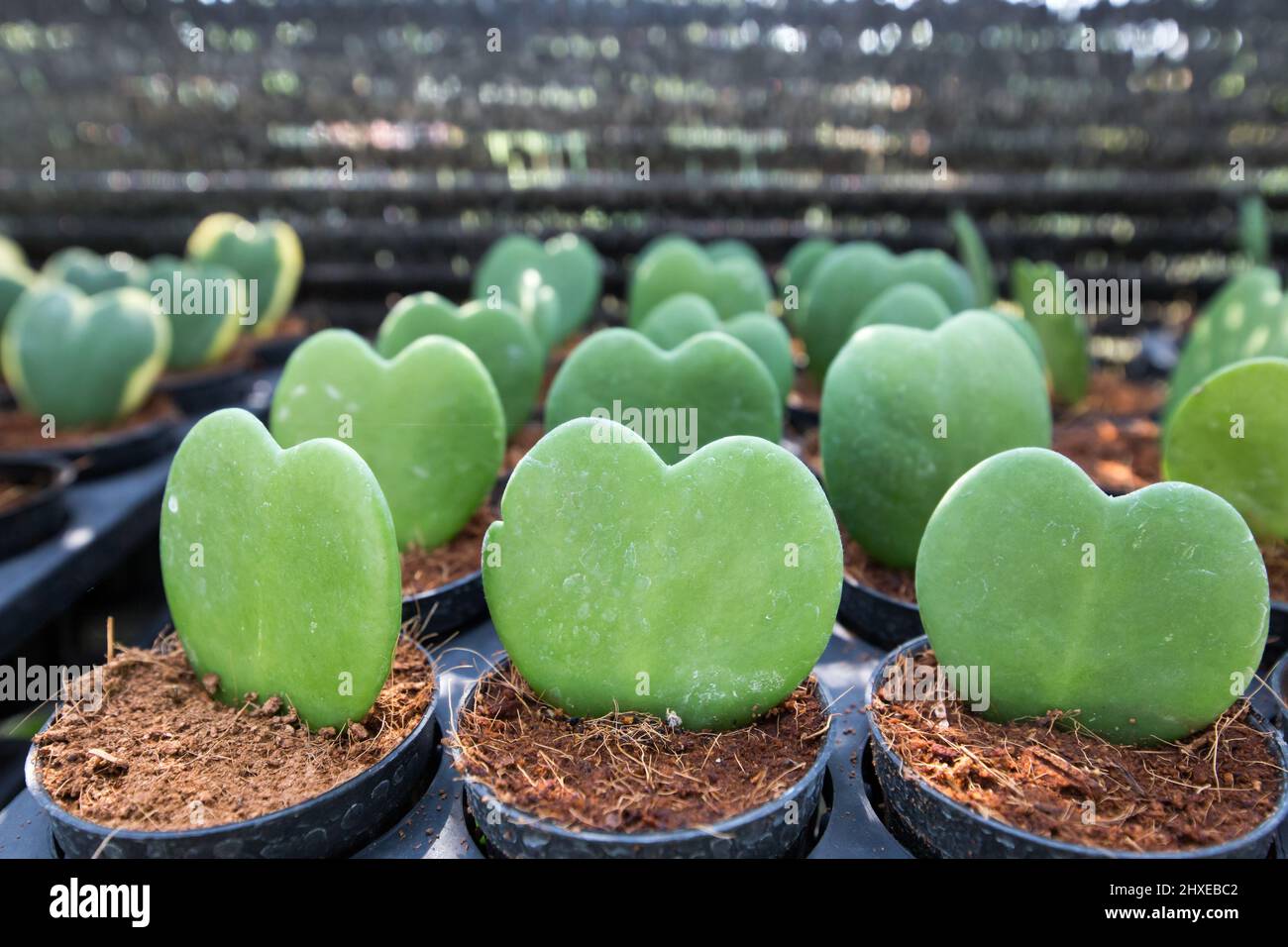 Mini Hoya kerrii Craib in flower pot, focus selective Stock Photo - Alamy