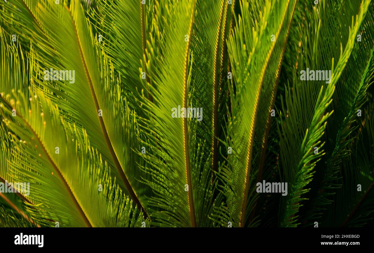 Coconut palm trees green texture background. Tropical palm coconut ...
