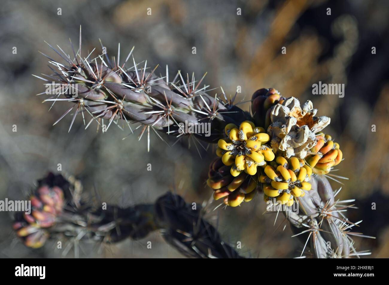 Chola kaktus hi-res stock photography and images - Alamy