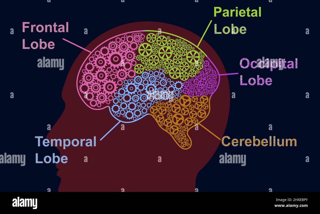 Lobes of the brain in man head silhouette. Brain gear Idea with five ...