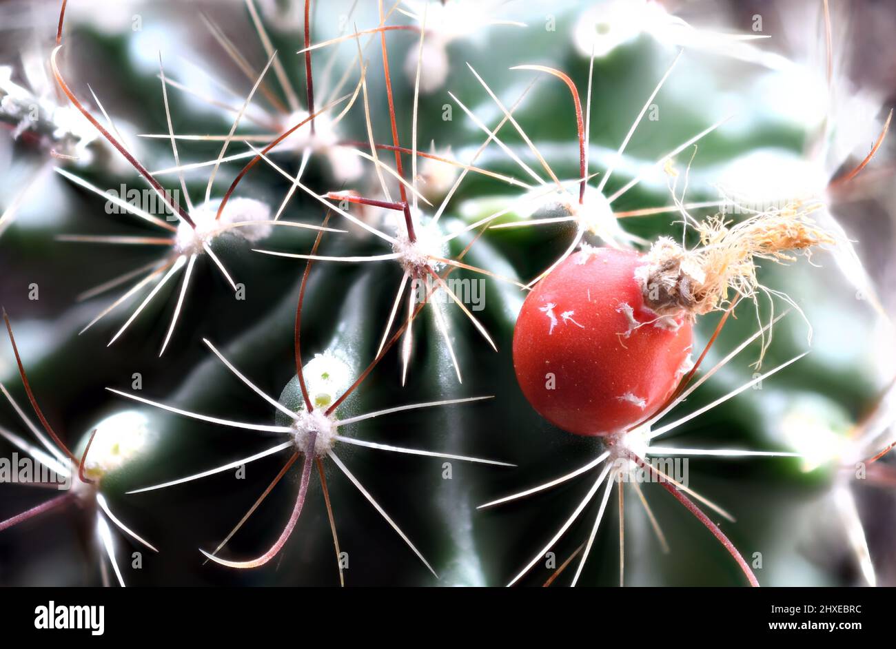 Red Cactus Flower Seed Pod close up photographed with a Nikon D850 ...