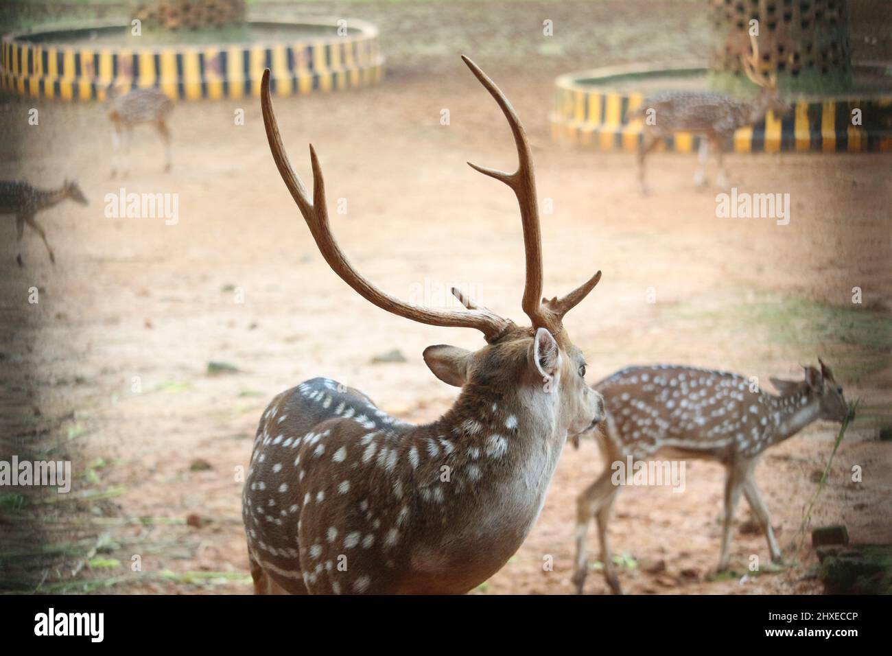 Digital deer hi-res stock photography and images - Alamy