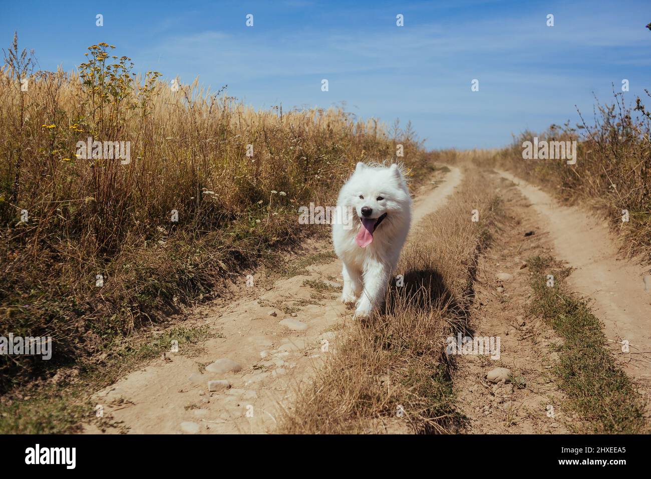 White Samoyed Dog Stock Photo - Alamy