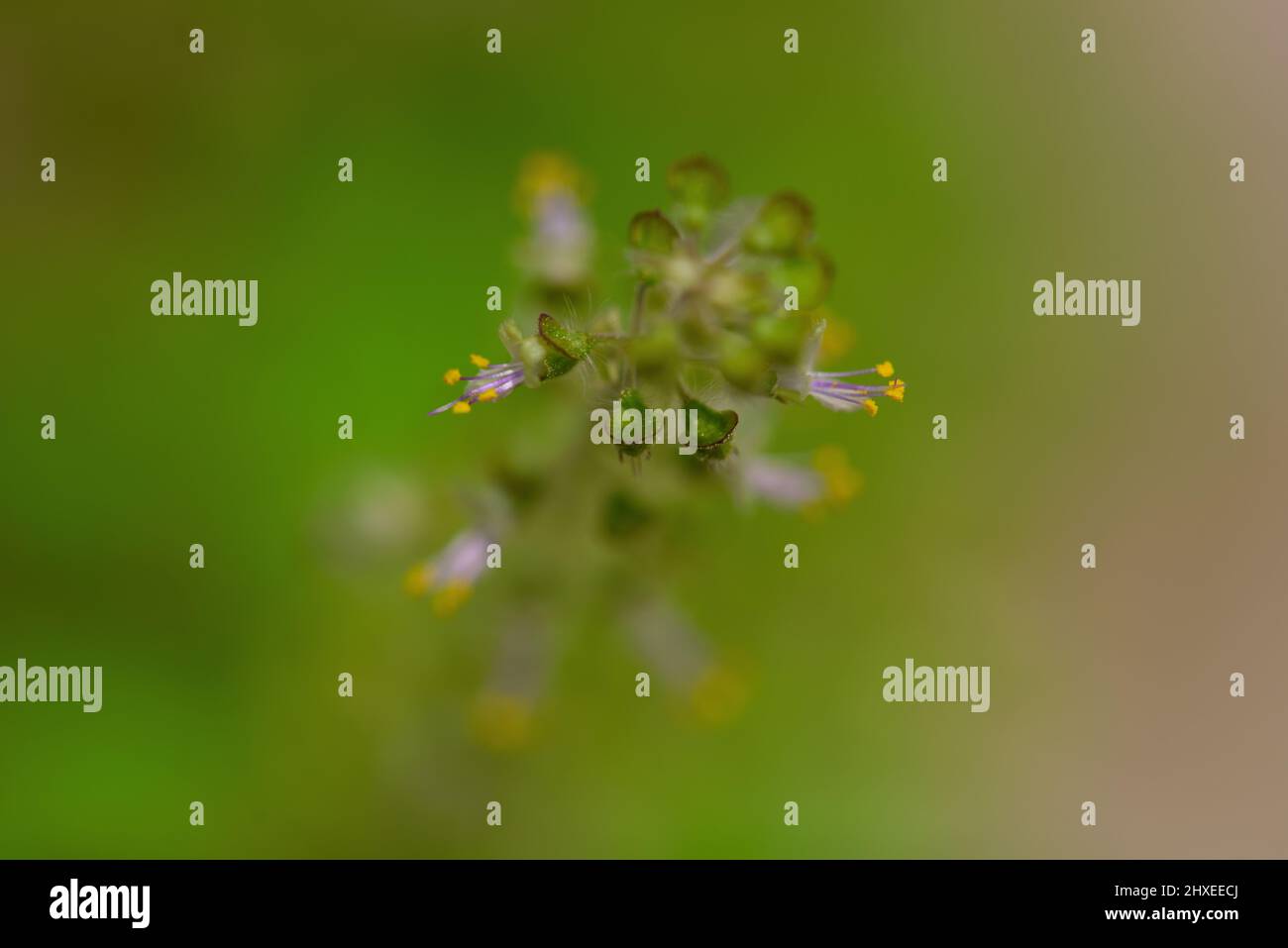 Krishna tulsi hi-res stock photography and images - Alamy