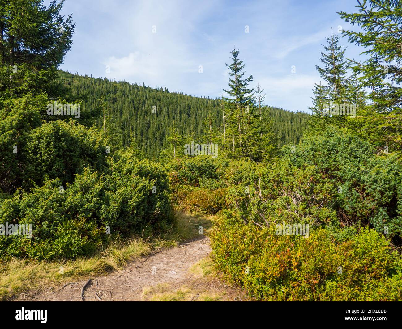 mountain landscape with coniferous forest Stock Photo - Alamy