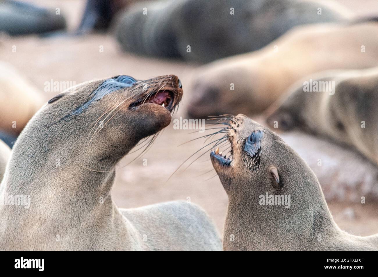 Two fighting seals at the beach near Skeleton Coast, Namibia Stock ...