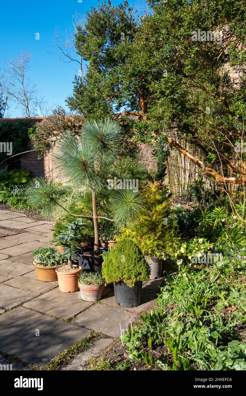 Shrubs in pots hi-res stock photography and images - Alamy