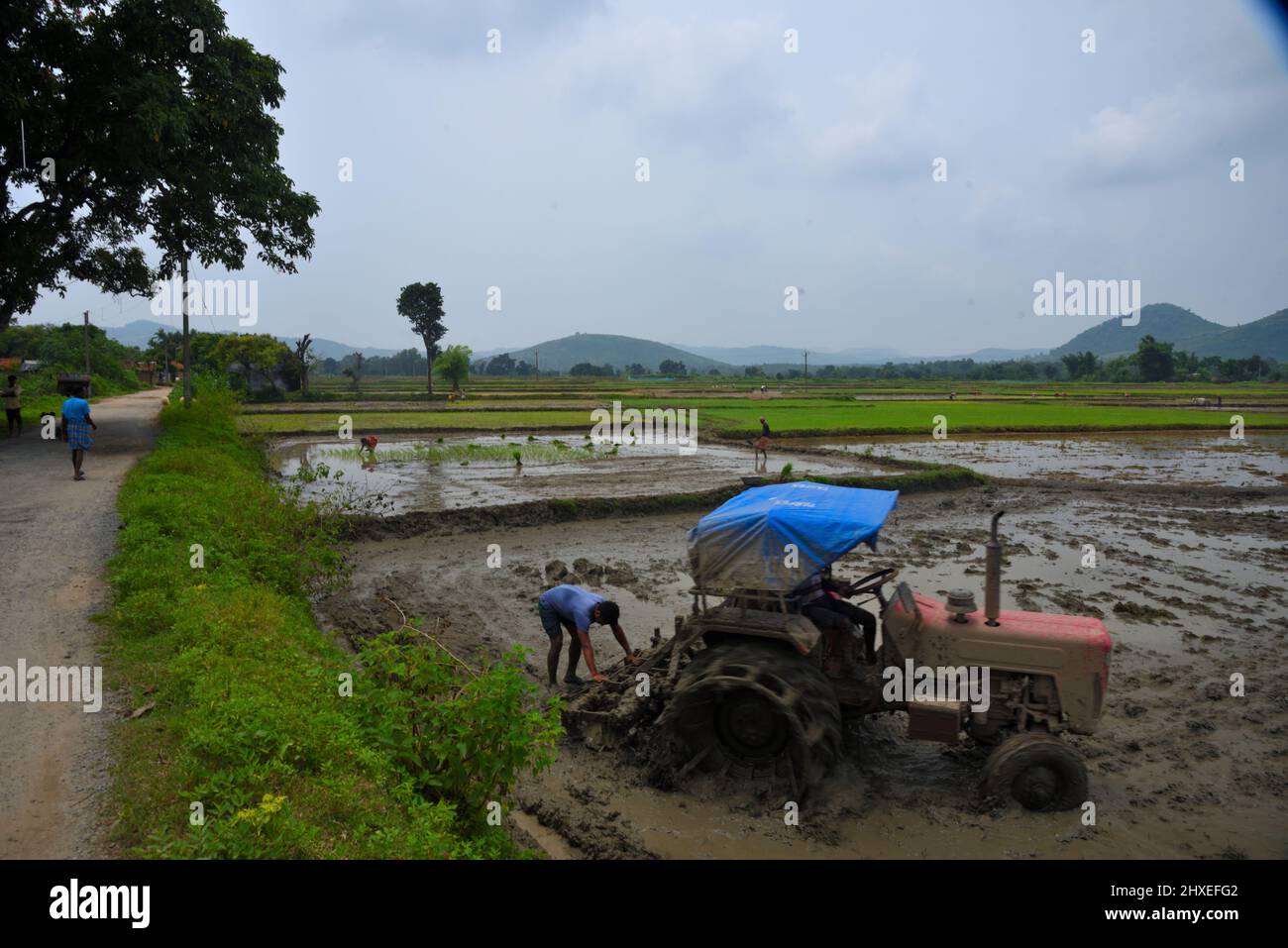 Farmer ploughing rice field at sunrise stock photo Stock Photo - Alamy