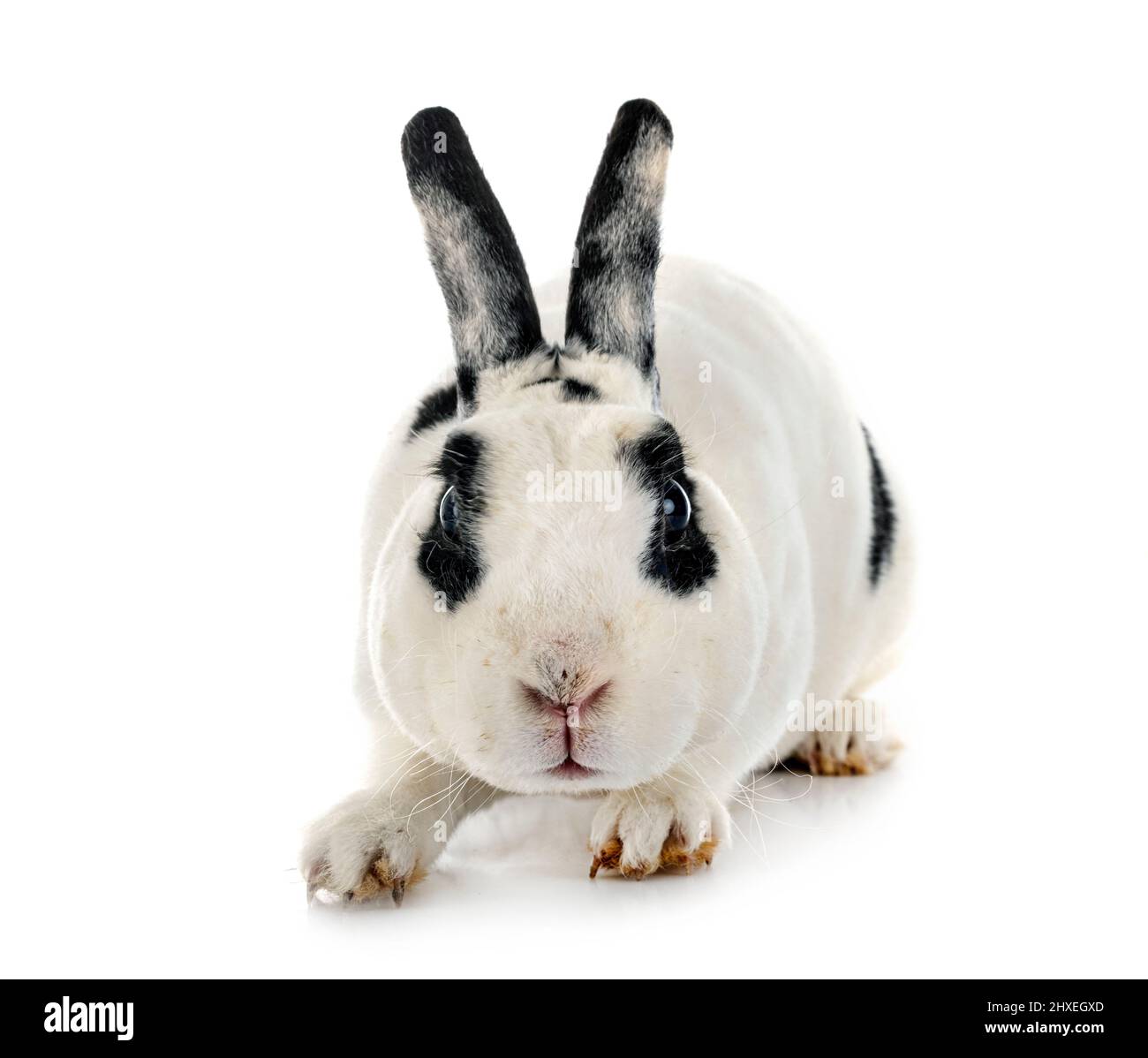 Rex dalmatian black rabbit hi-res stock photography and images - Alamy