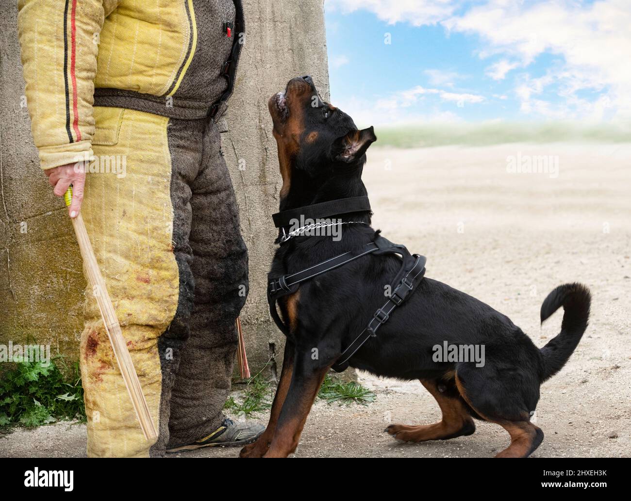 young rottweiler training for protection with attack man Stock Photo ...