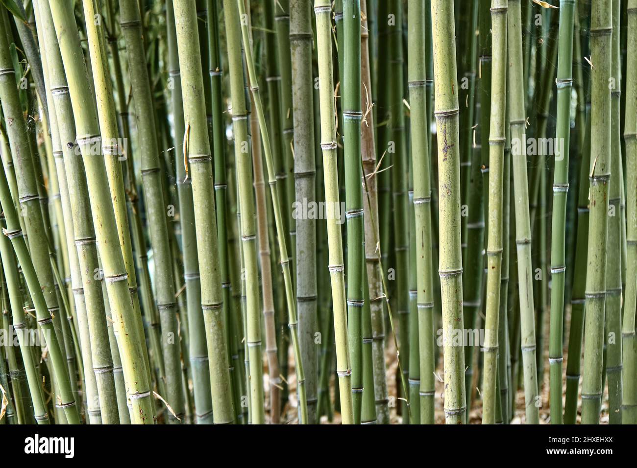 Thin bamboo stems in green forest under bright sunlight. Leaves and ...