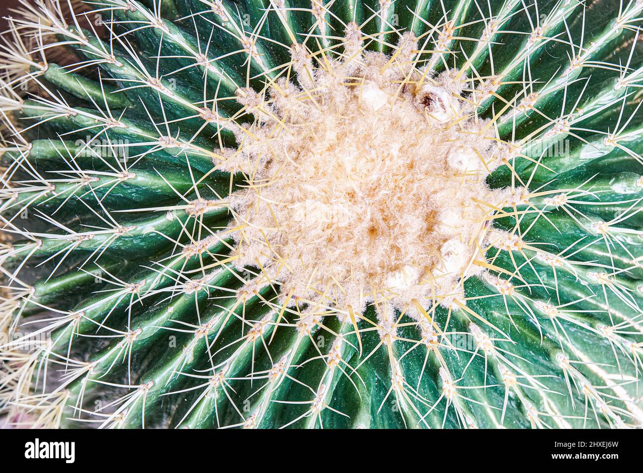Round cactus grows in pot with pebble near plants of private garden ...