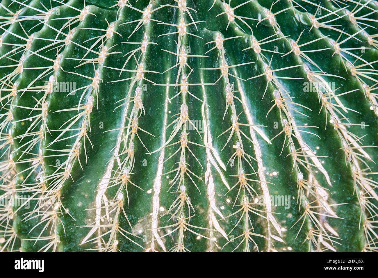 Round cactus grows in pot with pebble near plants of private garden ...