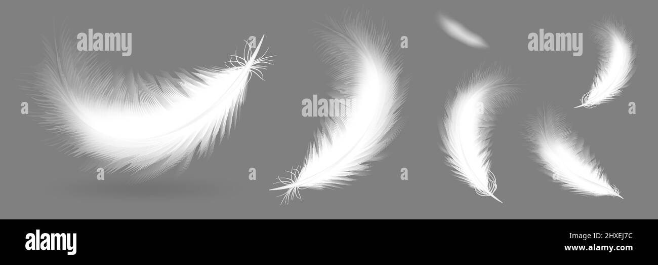Soft Feather Vector