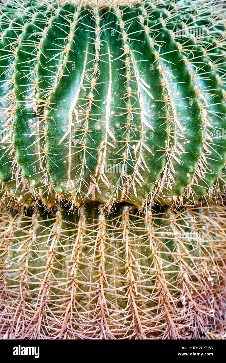 Round cactus grows in pot with pebble near plants of private garden ...