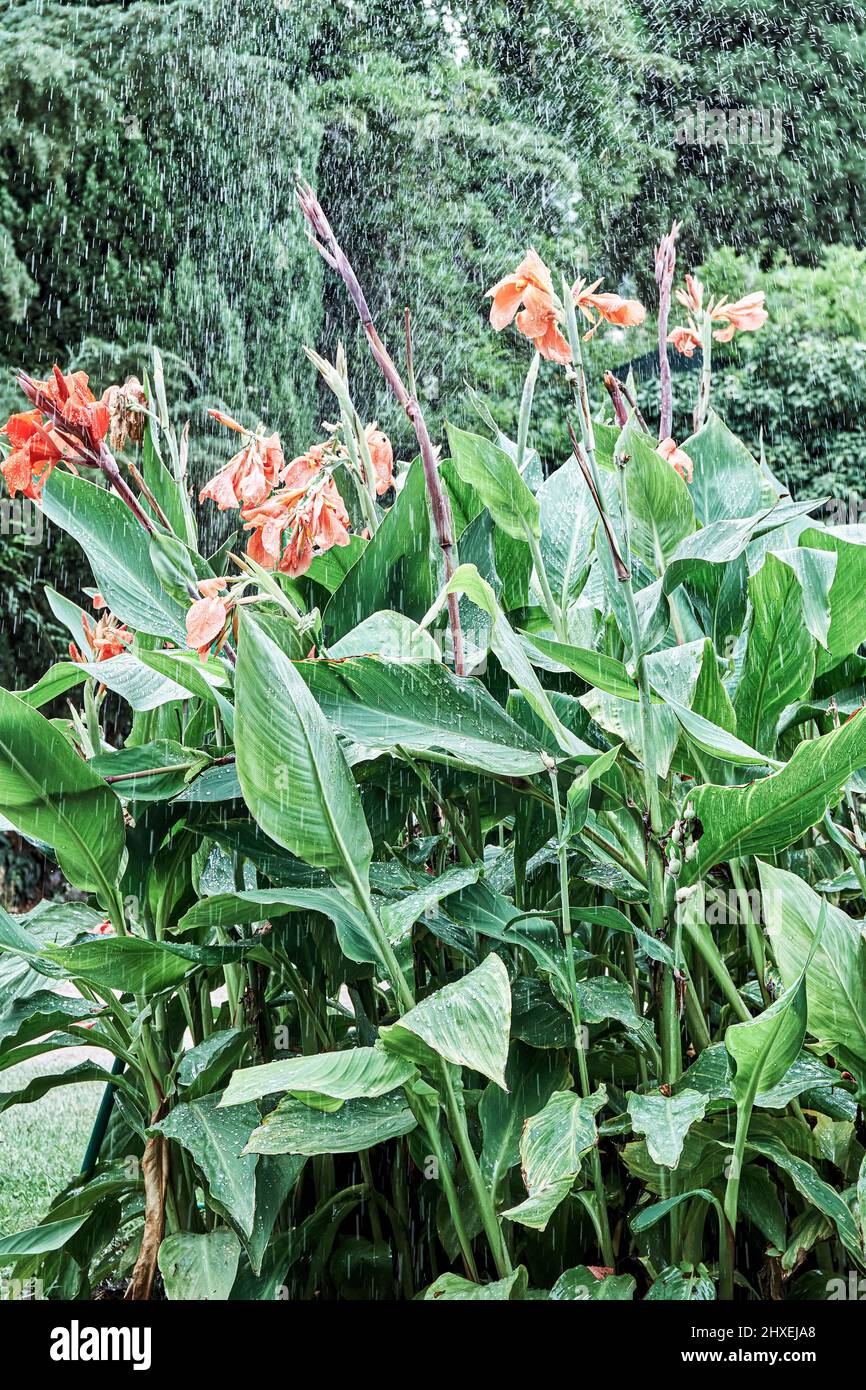 Bright orange and red canna flowers growing on high plant stems in ...