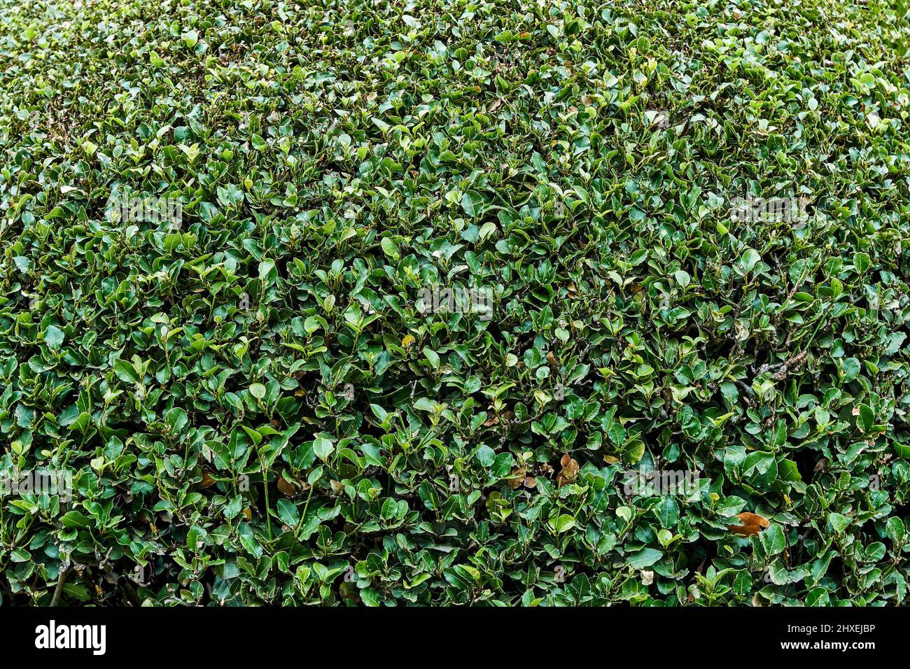 Carefully cut bush figure with small leaves in public garden. Vivid ...