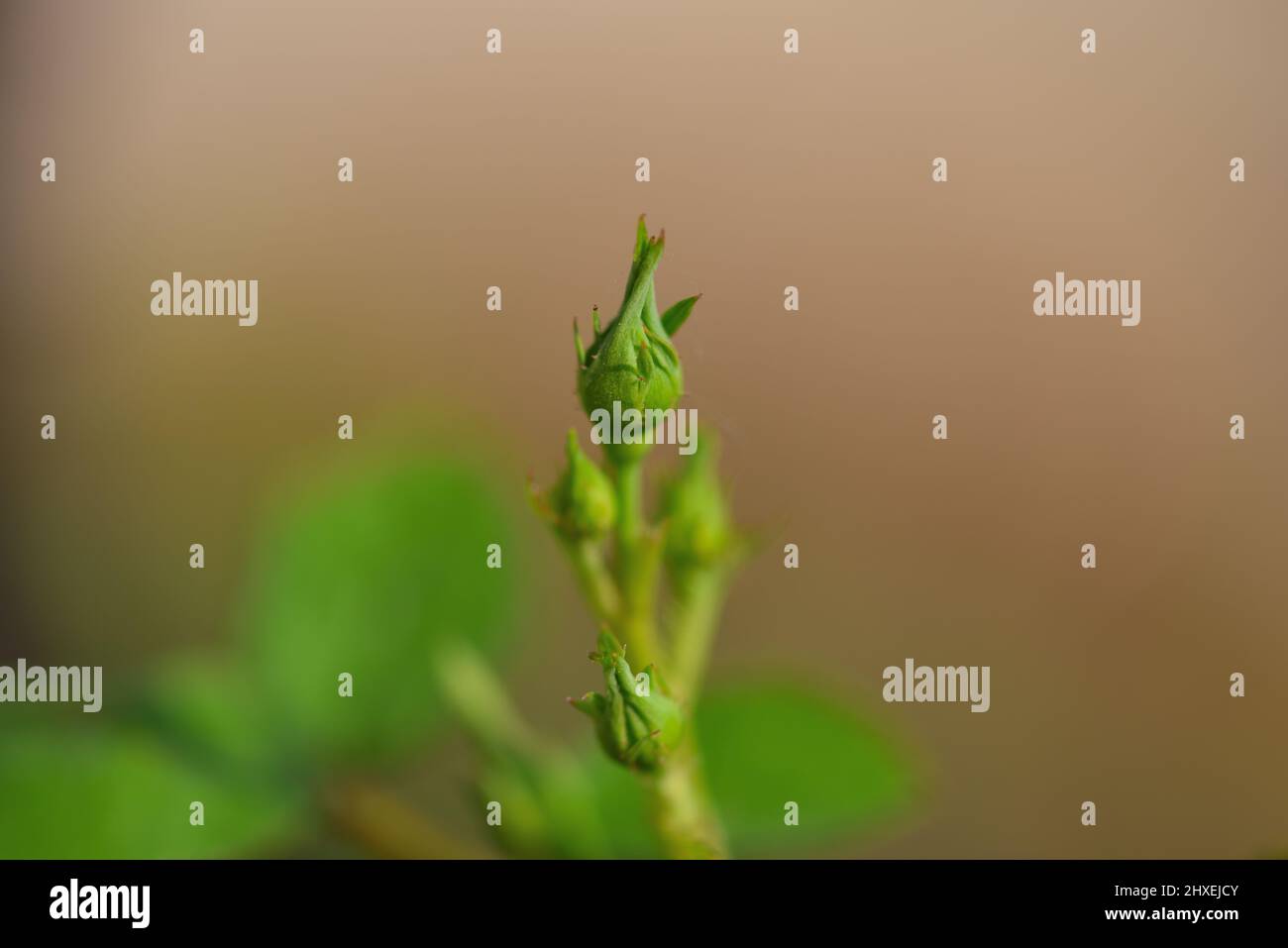 Giant Green Slantface Stock Photo - Alamy