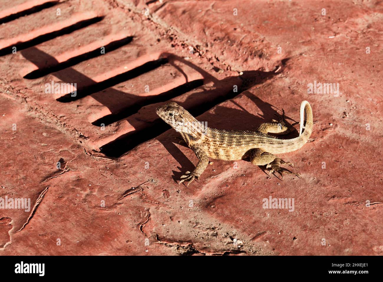 Iguana lizard sitting in morning sun near rain sewer grate in town ...
