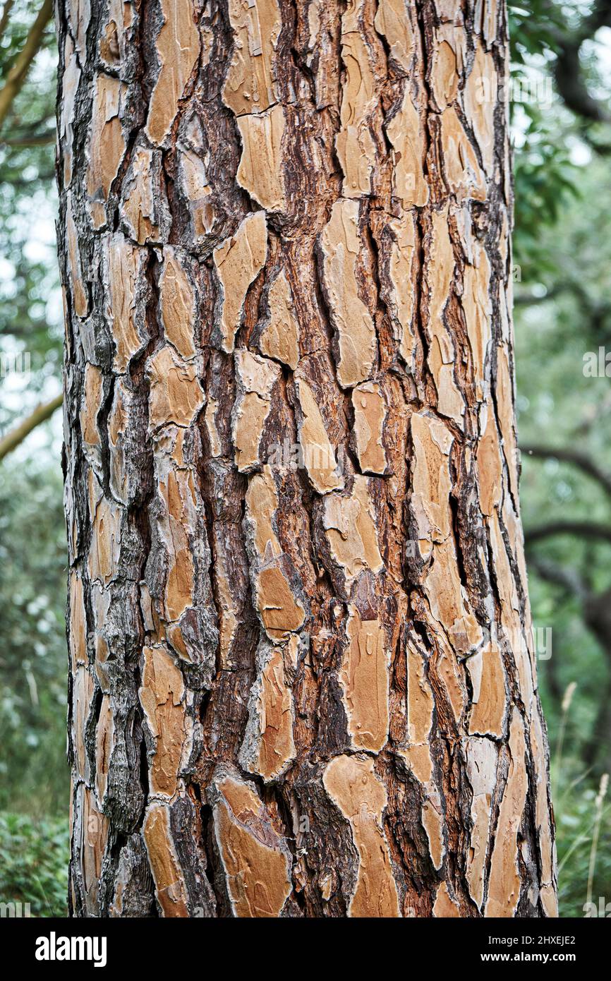 Thick layer of embossed bark on high trunk of Italian pine tree. Stone ...
