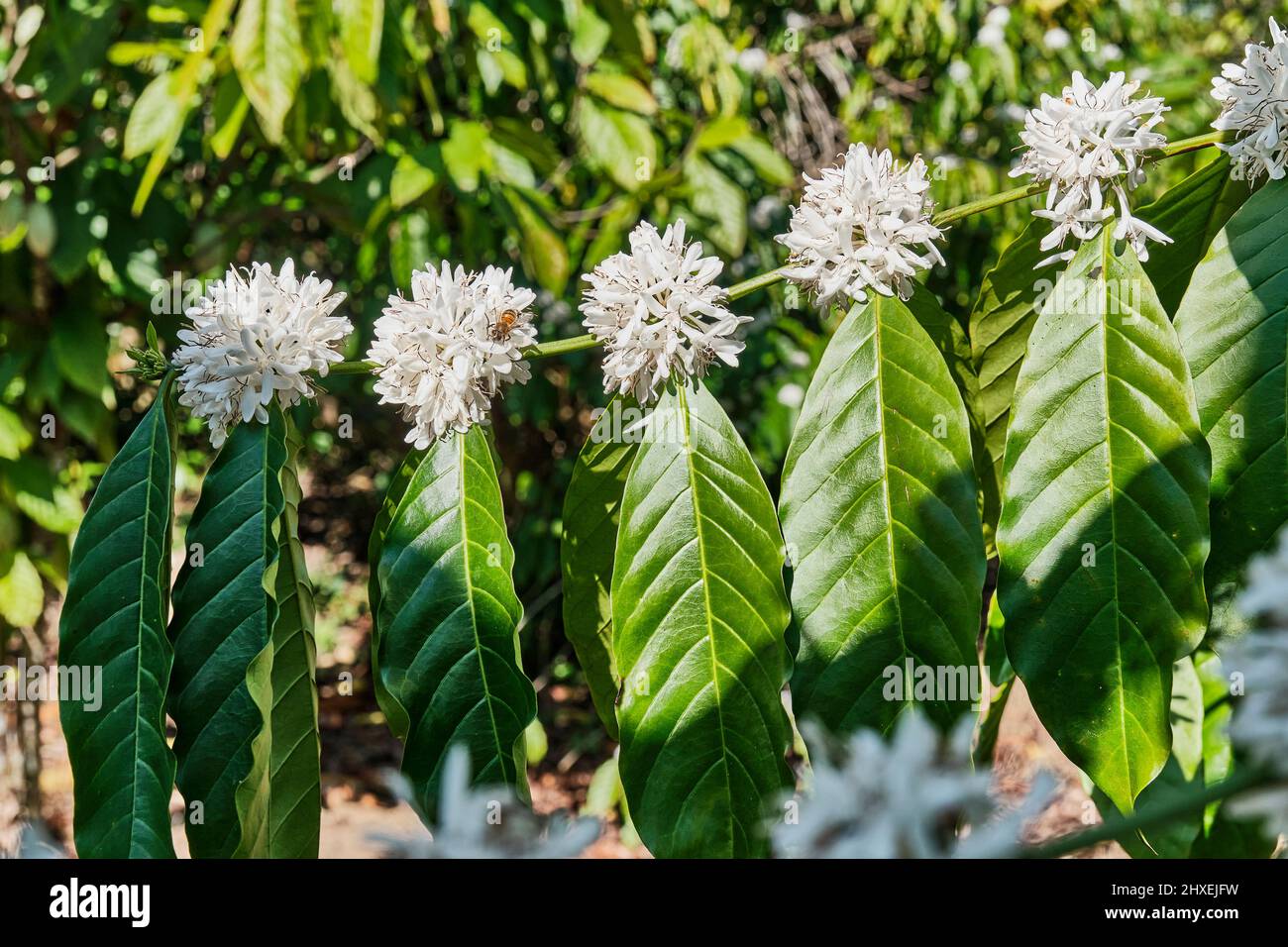 Coffee blossom with bee hi-res stock photography and images - Alamy