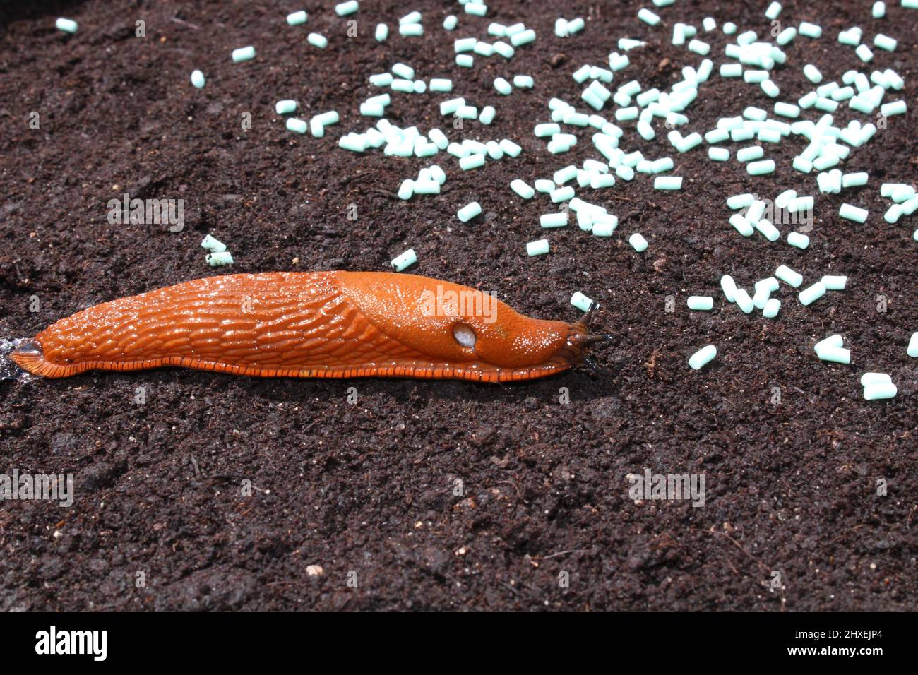 Slug pellets hi-res stock photography and images - Alamy