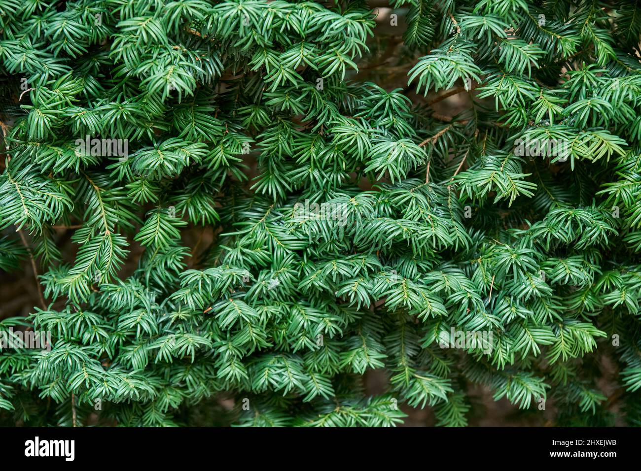 Juicy green branches of common yew as floral background closeup. Wild ...