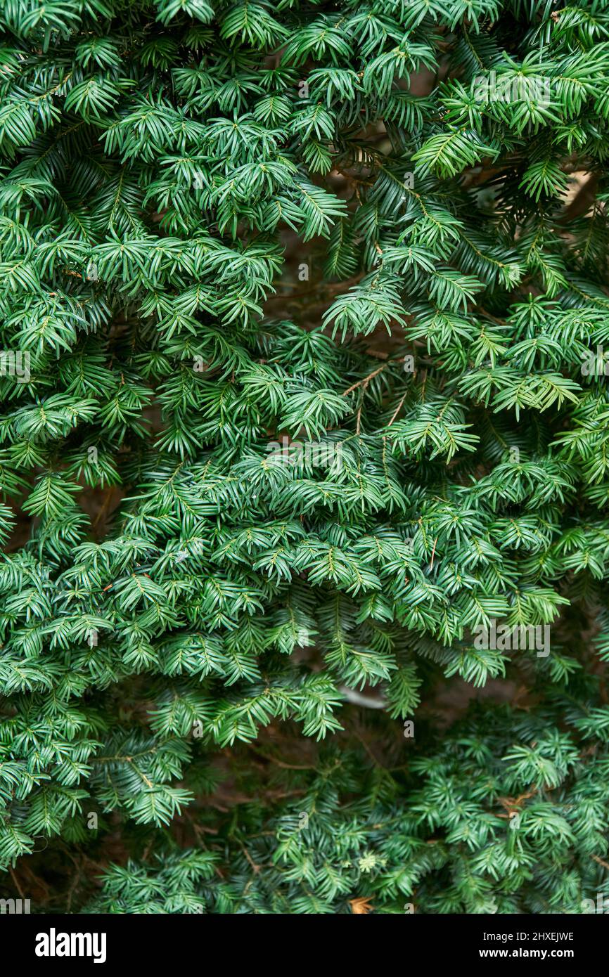 Examples Of Natural Ecosystems