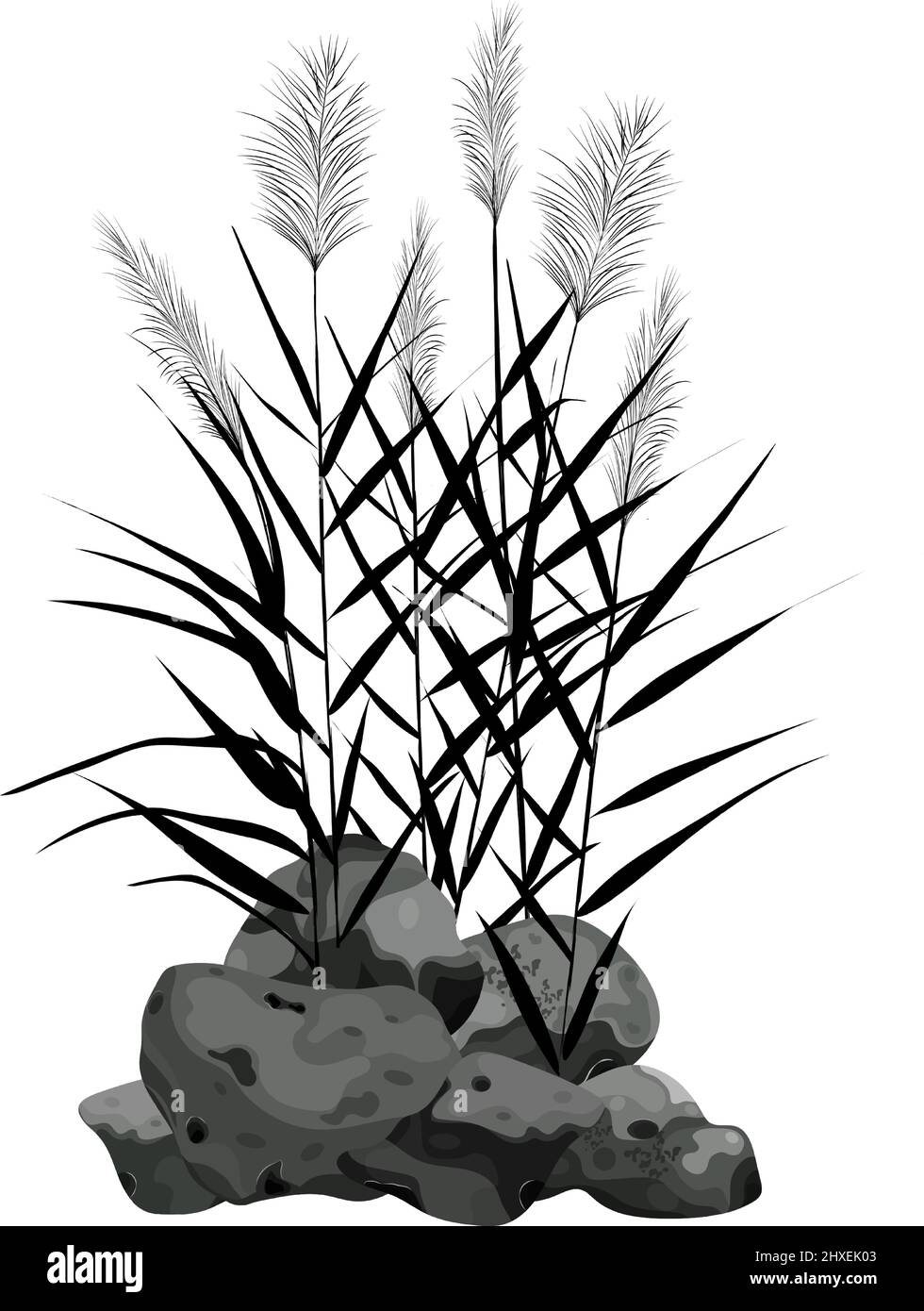 Sedge, stone,cane, bulrush, or grass on a white background.Vector ...