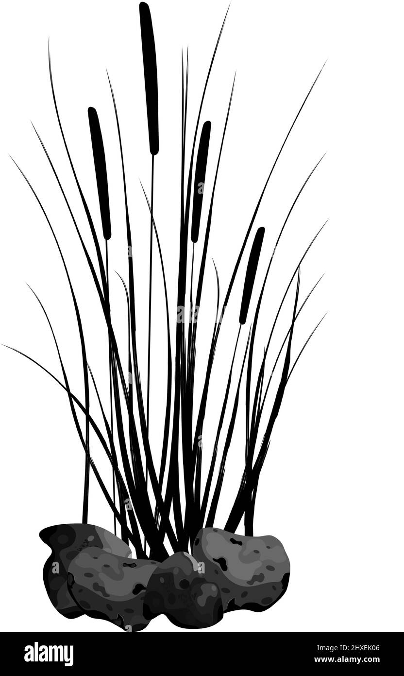 Sedge, stone,cane, bulrush, or grass on a white background.Vector ...
