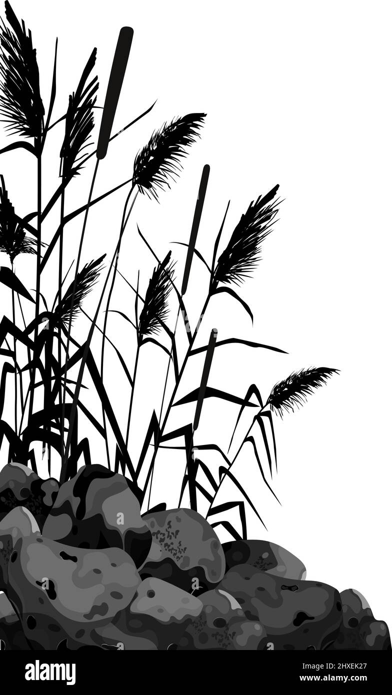 Sedge, stone,cane, bulrush, or grass on a white background.Vector ...