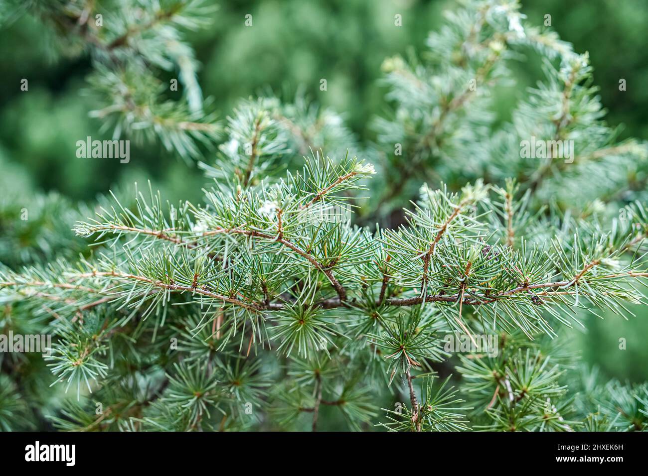 Conservation needles hi-res stock photography and images - Alamy