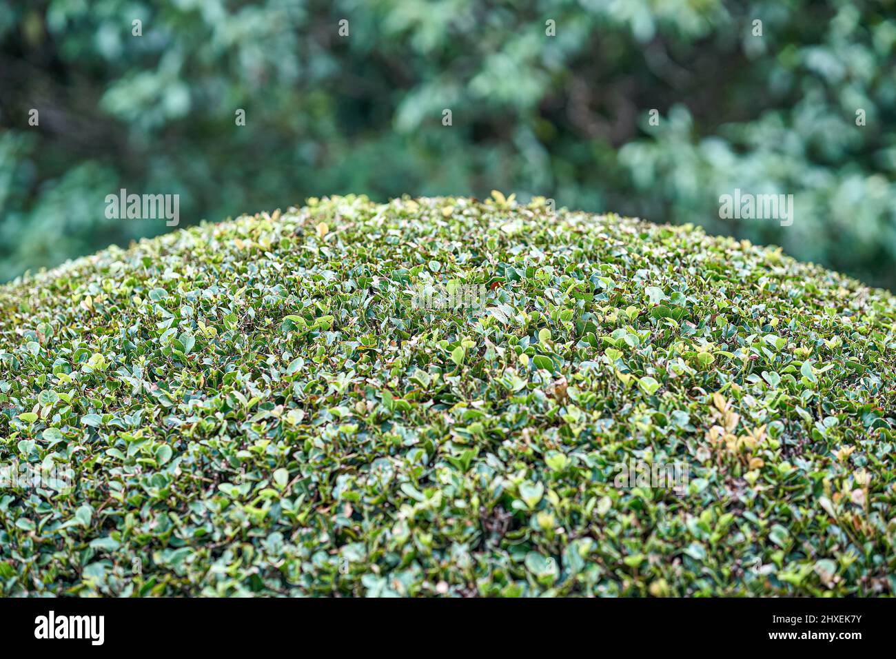Carefully cut bush figure with small leaves in public garden. Vivid ...
