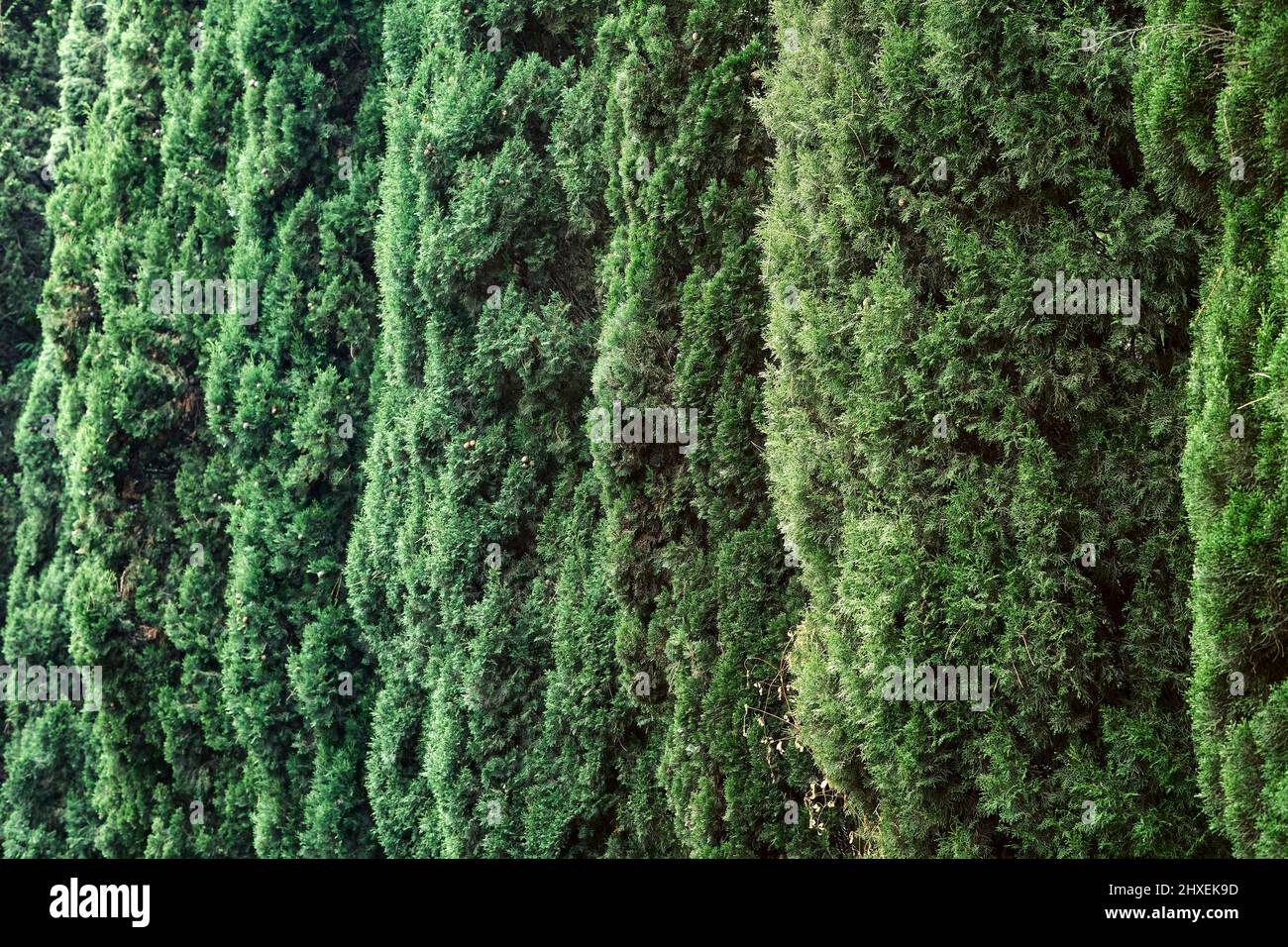 High hedge hi-res stock photography and images - Alamy