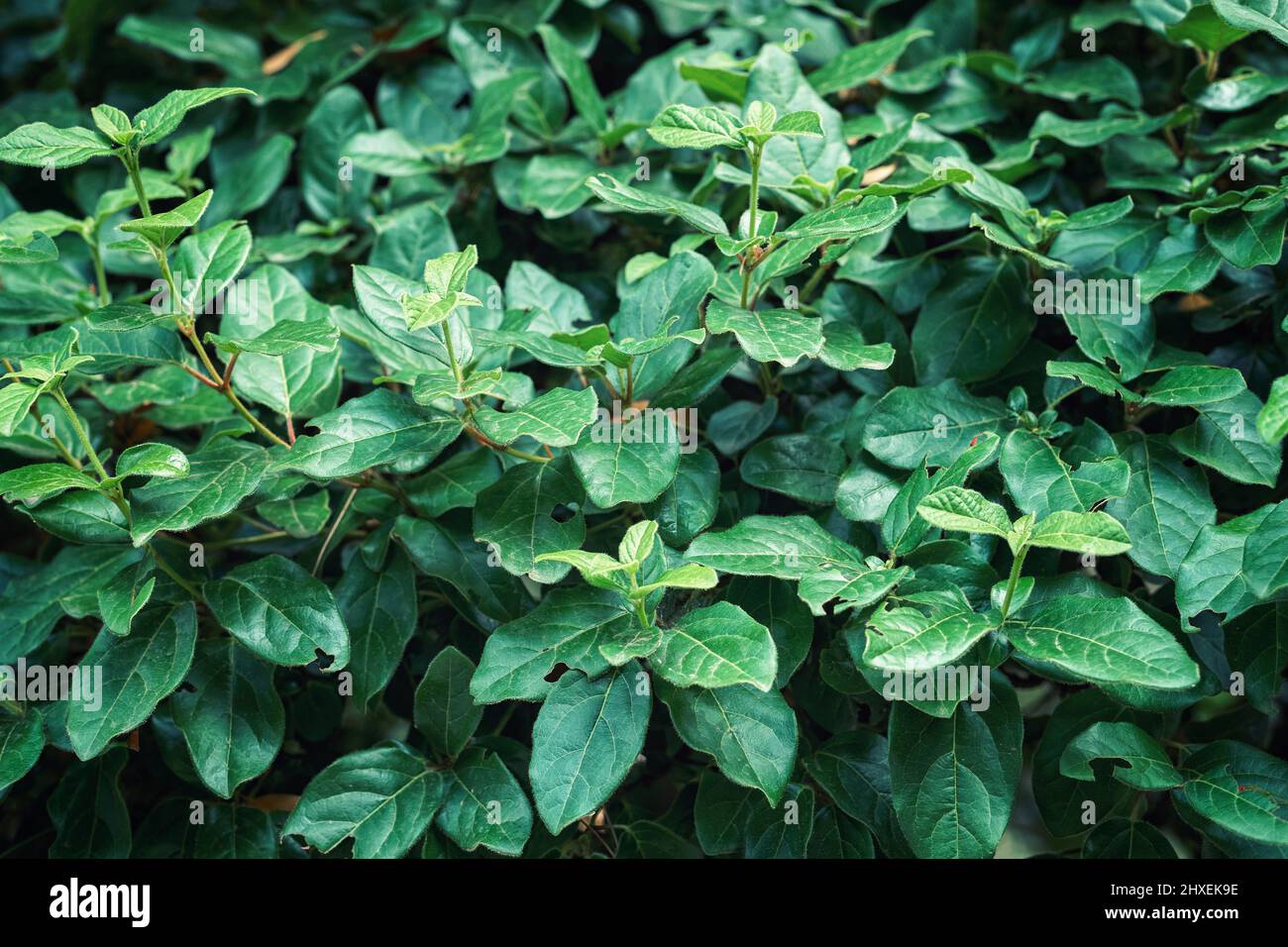 Lush bush hi-res stock photography and images - Alamy
