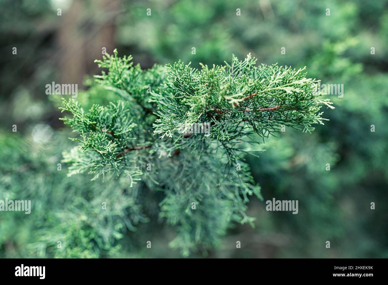 Fluffy crown of large cypress tree in forest on sunny day extreme ...