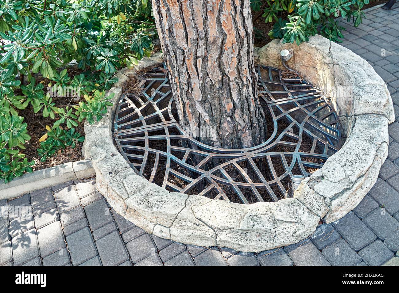Pine tree grows in pit covered with metal grid on city street on summer ...