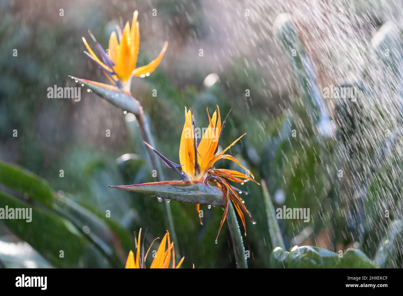 Watering strelitzia reginae growing in botanical garden. Taking care of ...