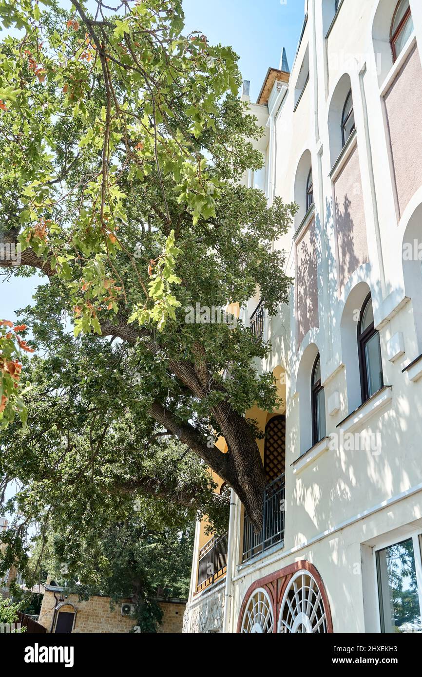 Old oak tree grows through terrace of elegant vintage building on sunny ...