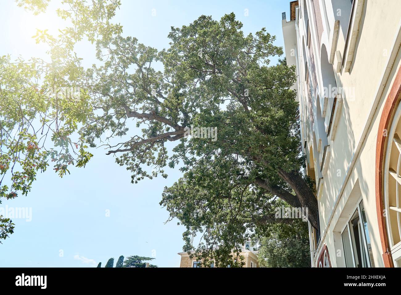 Old oak tree grows through terrace of elegant vintage building on sunny ...