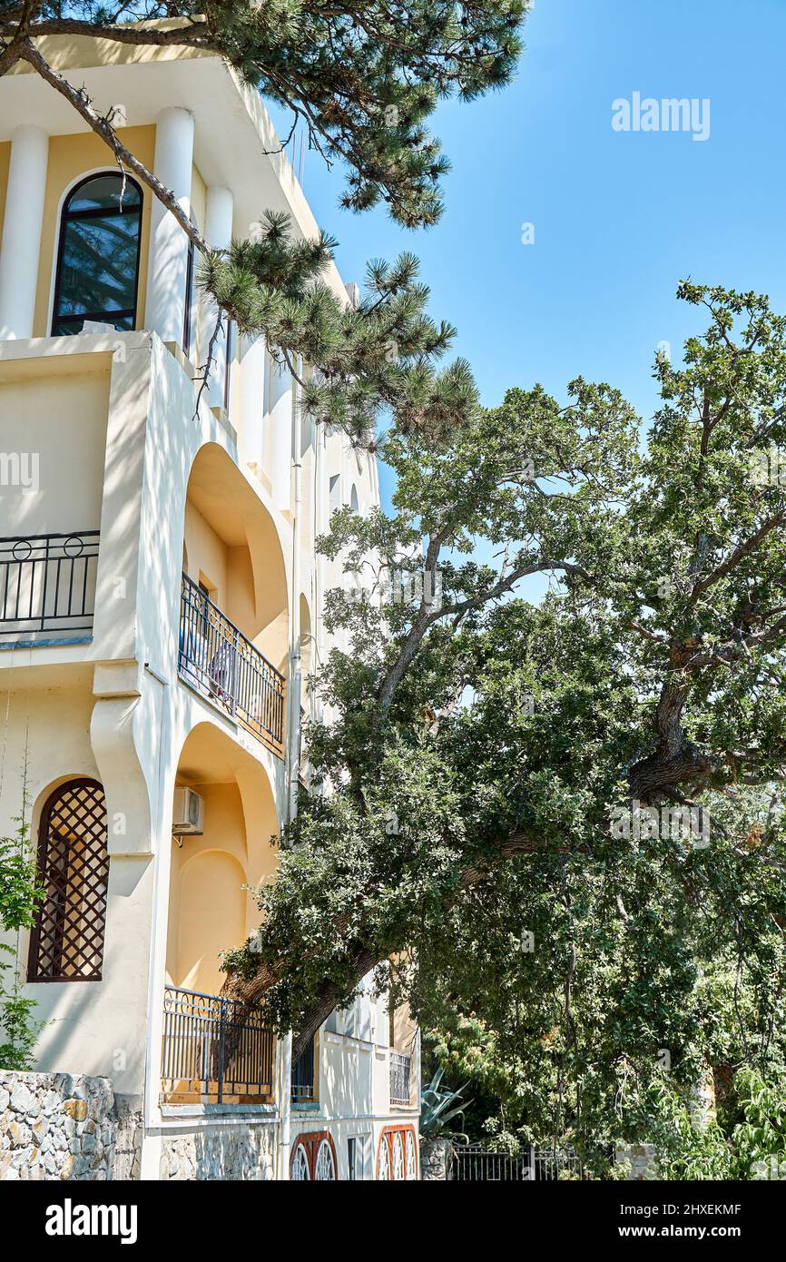 Old oak tree grows through terrace of elegant vintage building on sunny ...