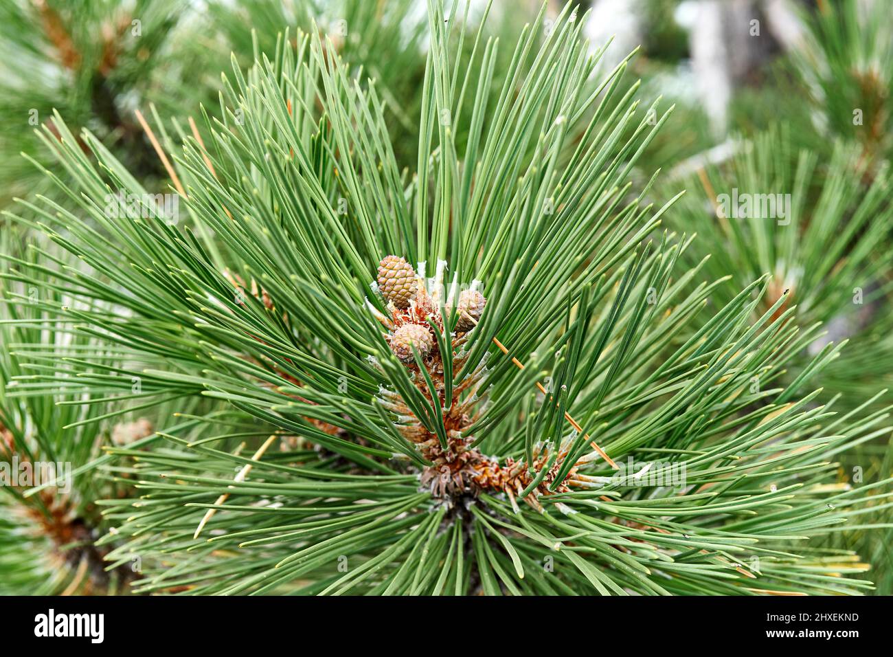 Elegant branch of pine tree with long needles in coniferous wood ...