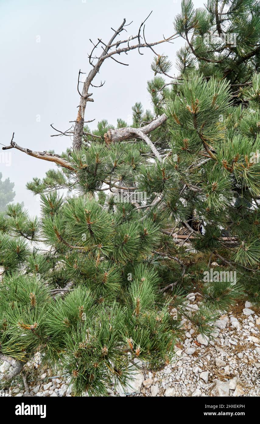 Pine tree with dry branches grows on edge of steep cliff on misty day ...